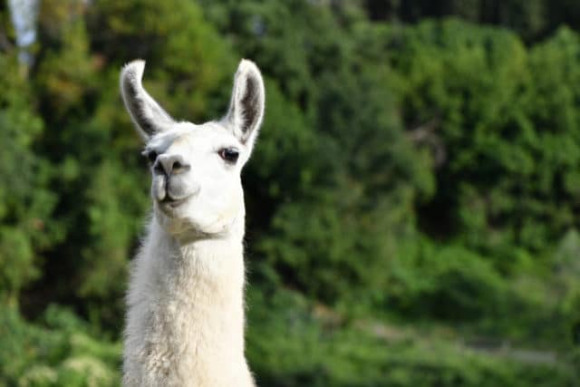 Lama: caratteristiche e origini di questo animale - atuttonotizie