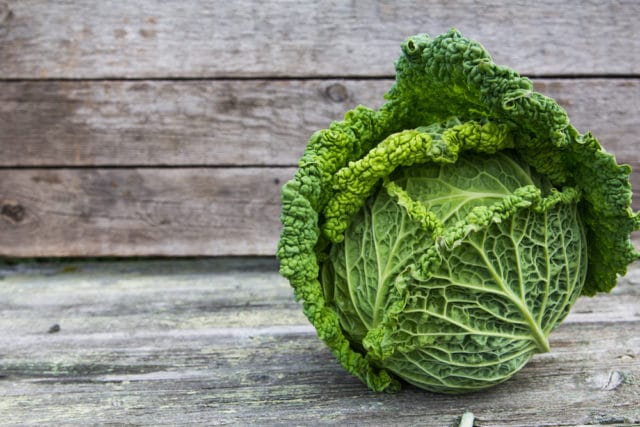 Coltivare la verza in casa: come farlo nel modo corretto - atuttonotizie