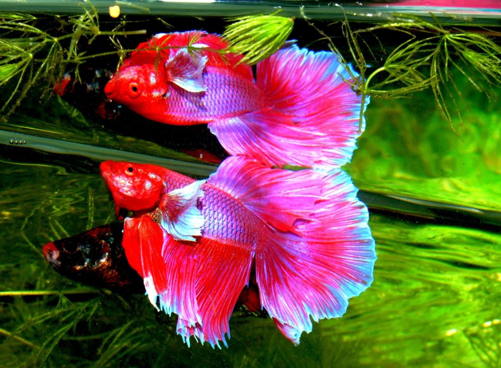 Betta splendens, 4 curiosità sul pesce combattente - atuttonotizie
